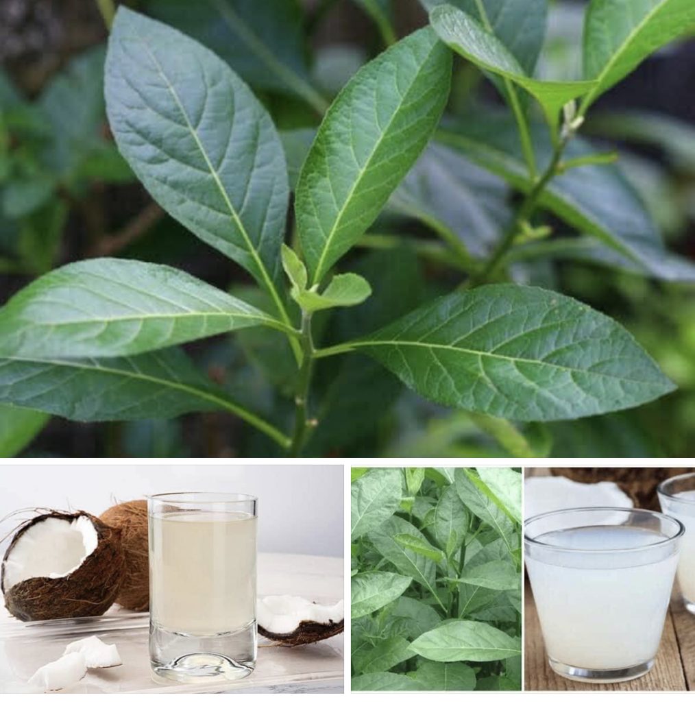 18 Health Benefits Of Bitter Leaf And Coconut Water Mixture And How To ...